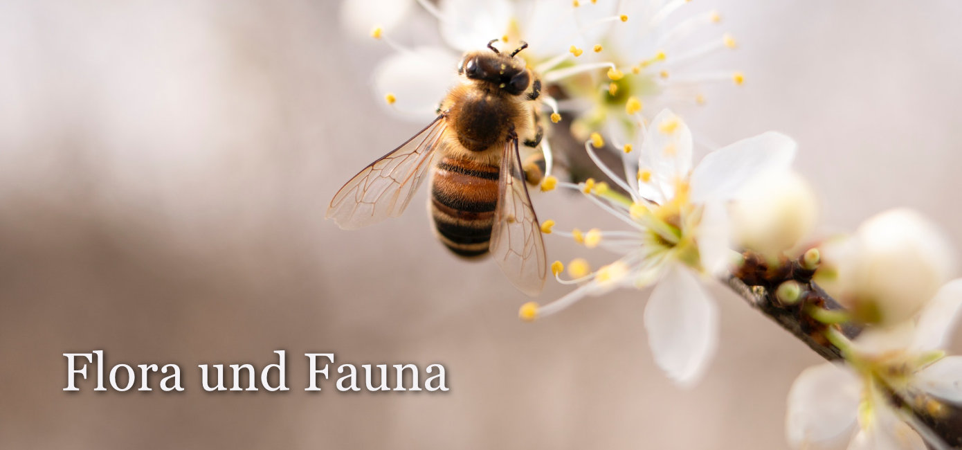 [Worldbuilding] Flora und Fauna – Ein erster Überblick